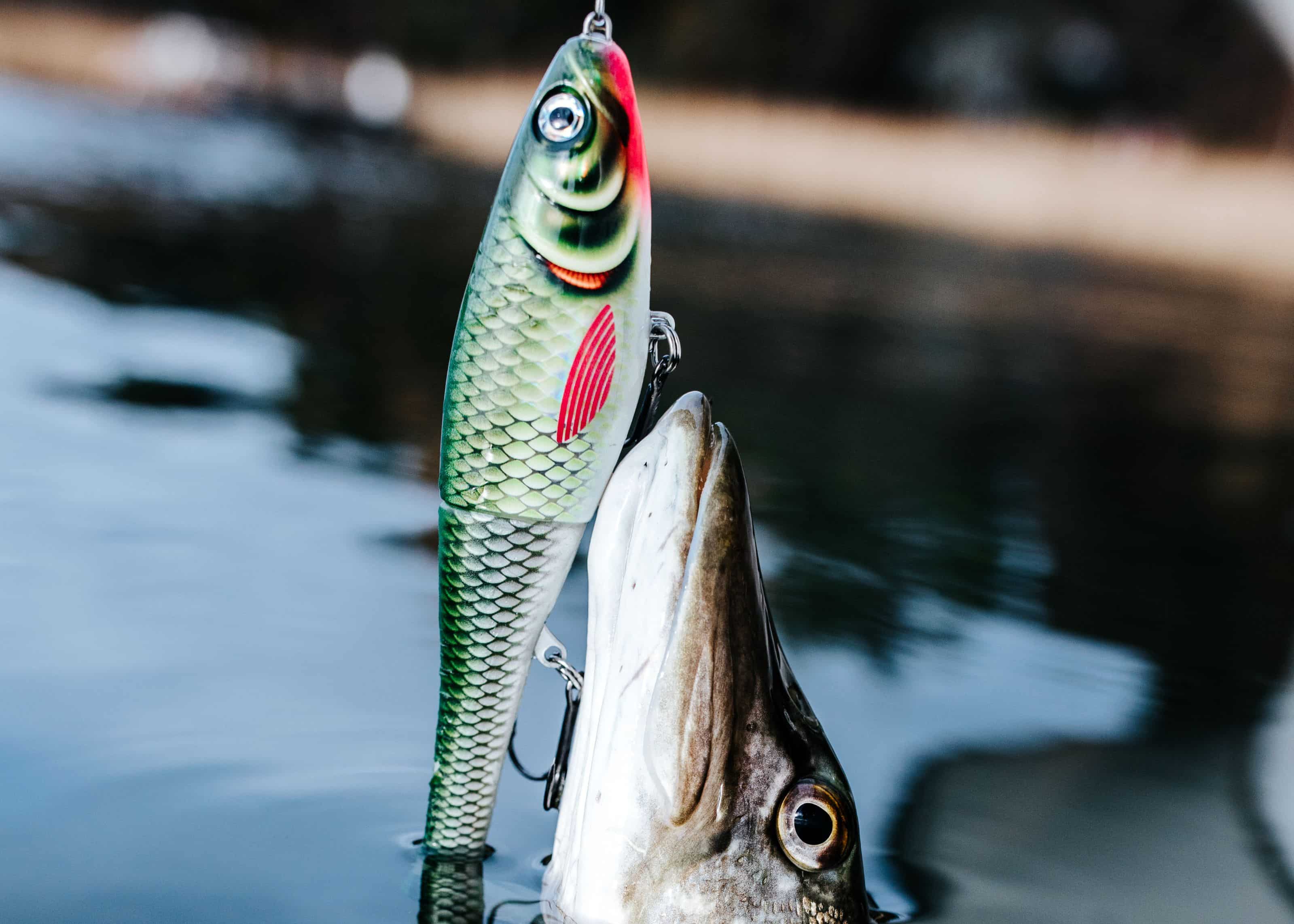 Pike or barramundi? Rapala’s innovative lures attract fish and ...